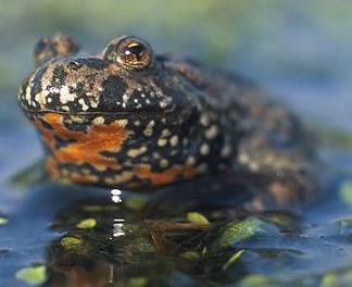 Bombina bombina (Buhai de baltă cu burta roșie) – Specii și habitate în ...