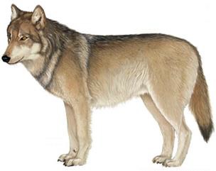 Canis lupus (Lup) – Specii și habitate în cadrul Sitului Natura 2000 ...