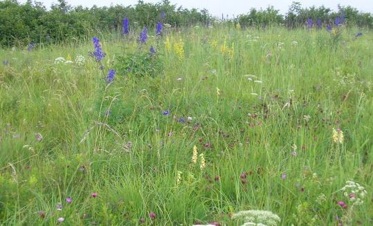 Fânețe montane – Specii și habitate în cadrul Sitului Natura 2000 ...