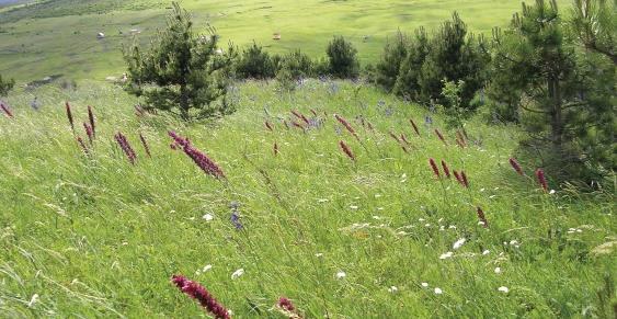 Pajiști uscate seminaturale și faciesuri cu tufărișuri pe substrat ...