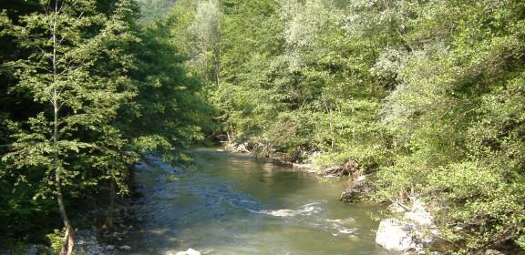 Păduri aluviale cu Alnus glutinosa și Fraxinus excelsior (Alno-Padion ...