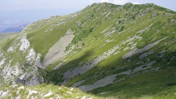 Pajiști calcifile alpine și subalpine – Specii și habitate în cadrul ...