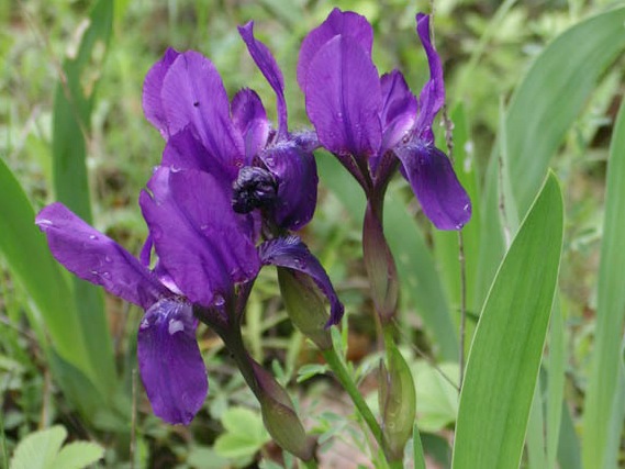 Iris aphylla ssp. hungarica (Iris, Stânjenel de stepă) – Specii și ...